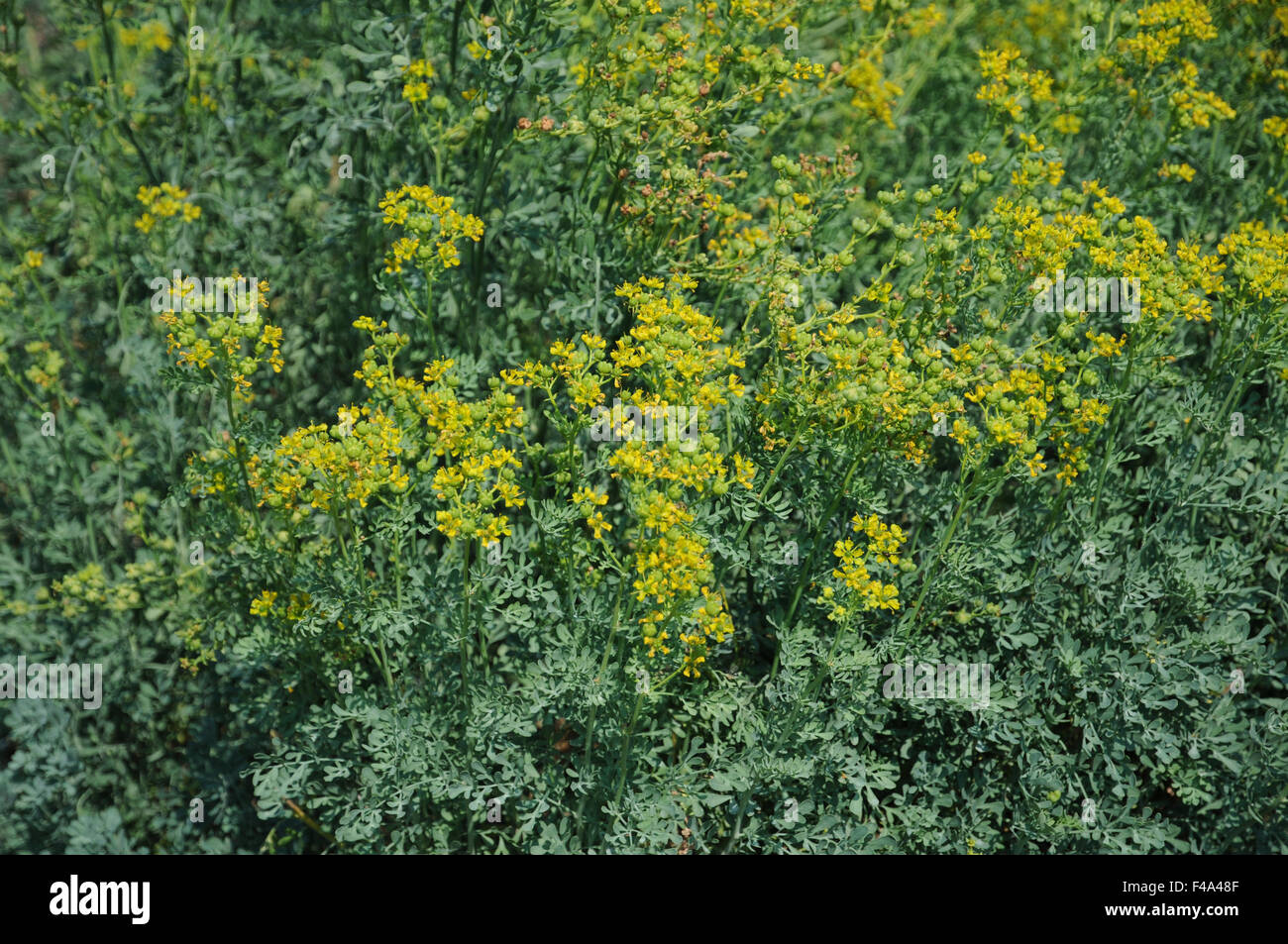 Common rue plants hi-res stock photography and images - Alamy