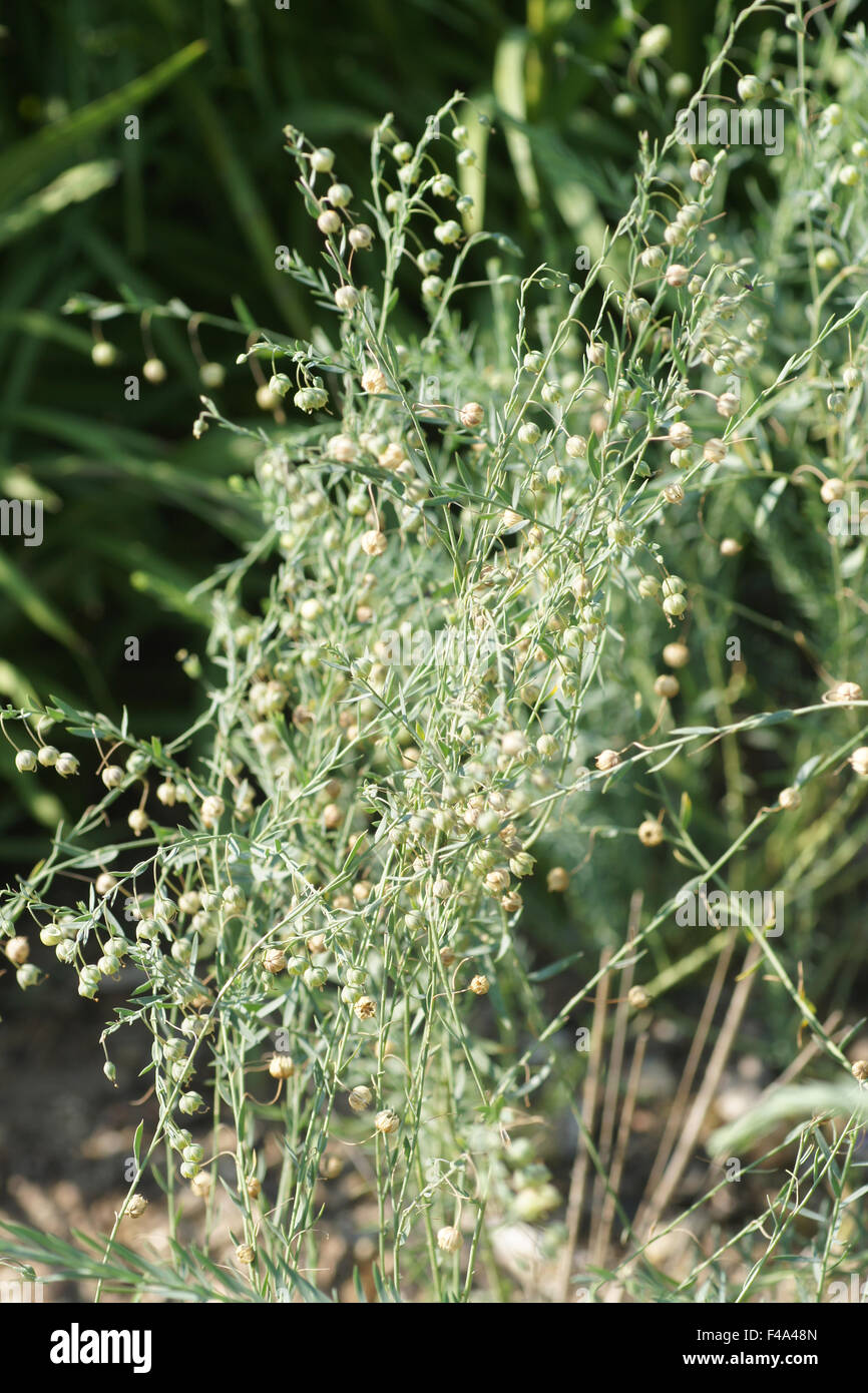 Flax Seed Plants High Resolution Stock Photography and Images - Alamy