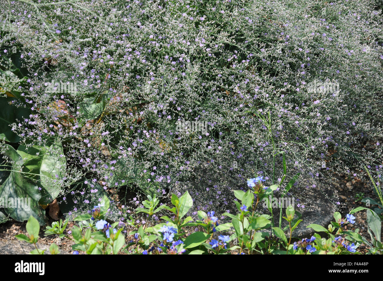 Statice hi-res stock photography and images - Alamy