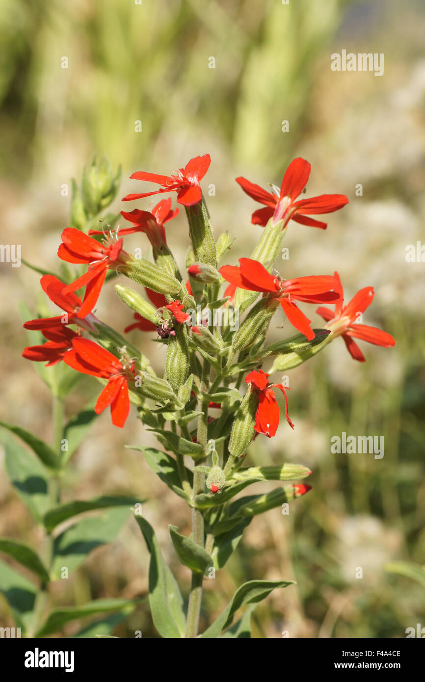 Catchfly plants hi-res stock photography and images - Alamy