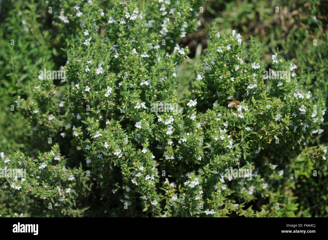 Summer savory hi-res stock photography and images - Alamy