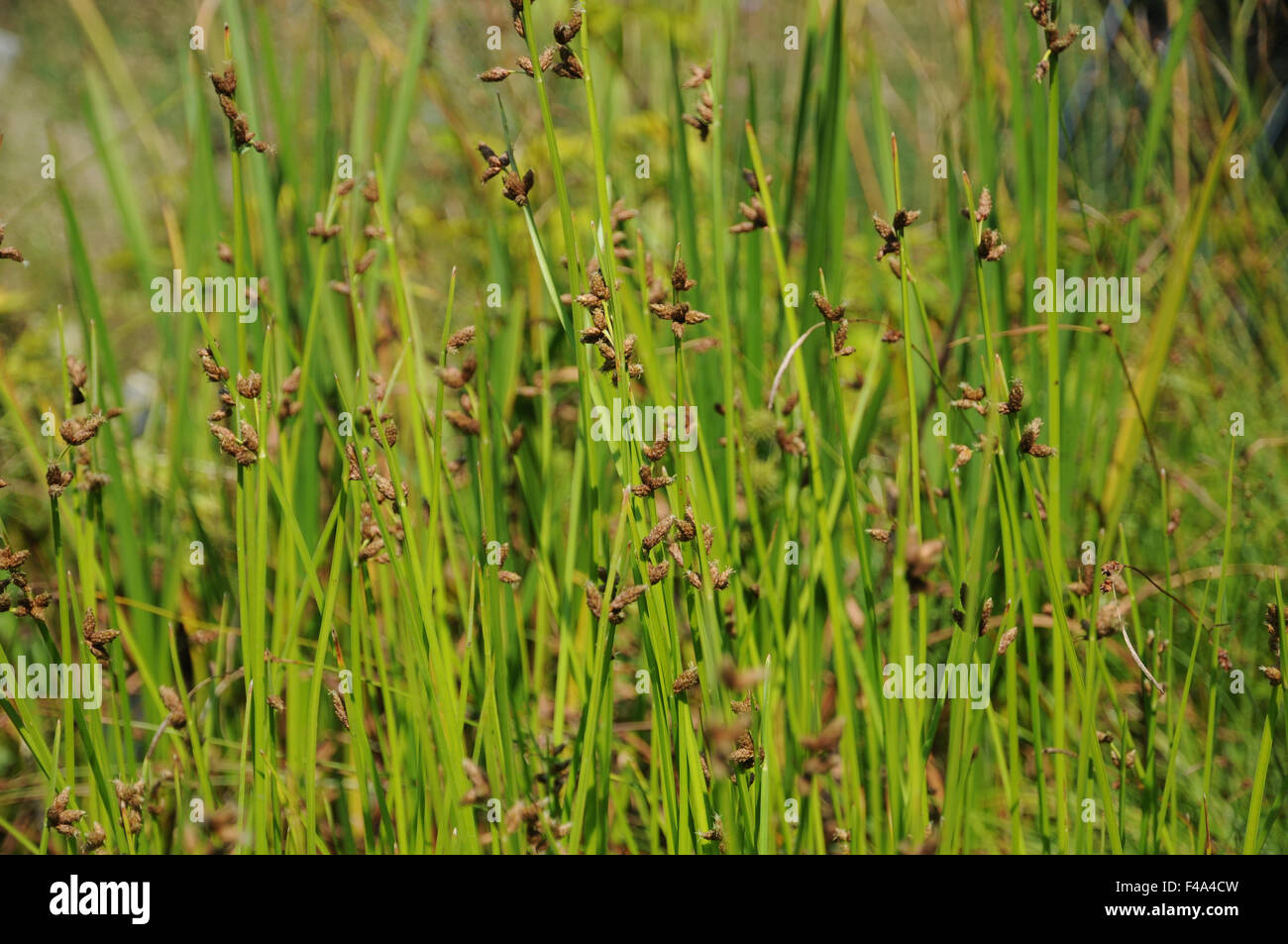 Triangular clubrush hi-res stock photography and images - Alamy
