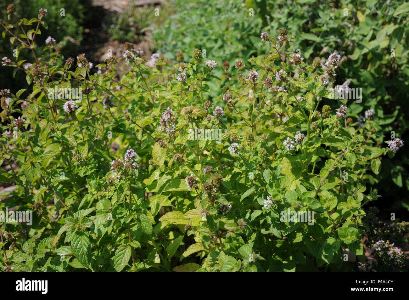 Watermint hi-res stock photography and images - Alamy