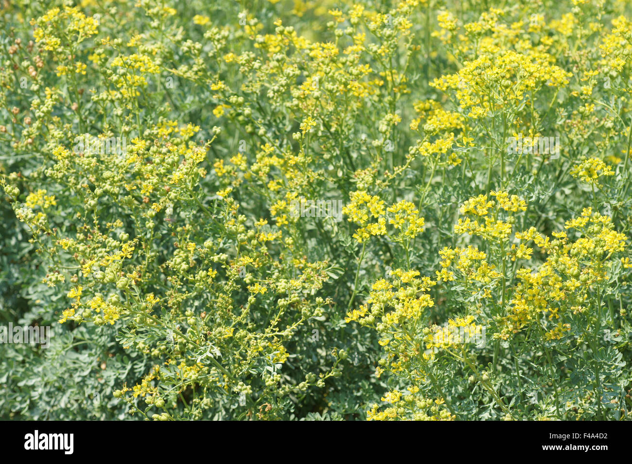 Common rue plants hi-res stock photography and images - Alamy