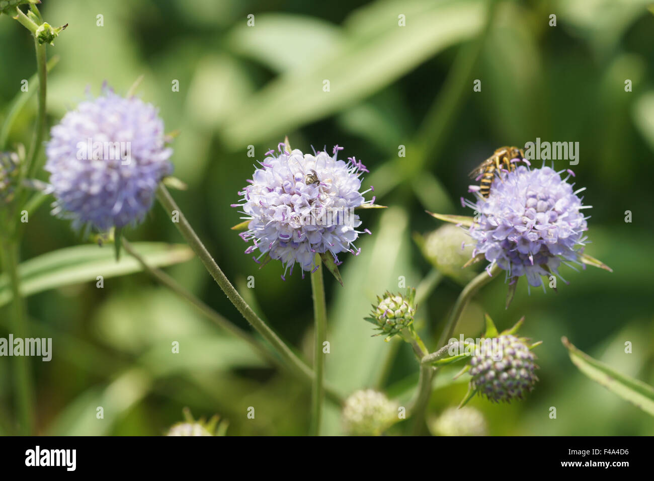 Devils bit scabious Stock Photo - Alamy