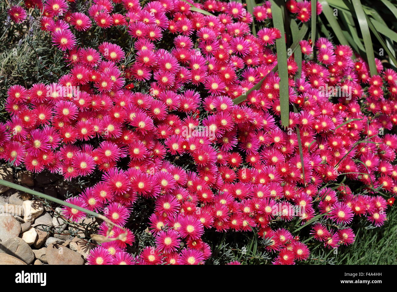 Hot pink pig face hi-res stock photography and images - Alamy