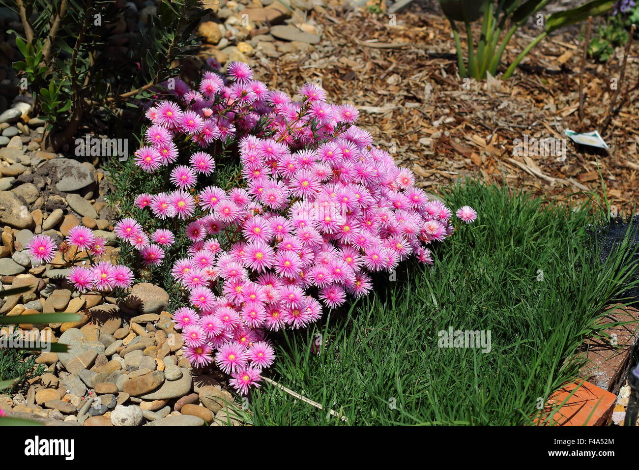Pink Pig face flowers or Mesembryanthemum , ice plant flowers ...