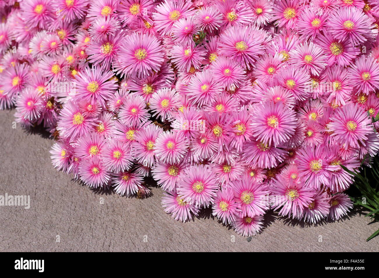 Livingstone daisies summer hi-res stock photography and images - Alamy
