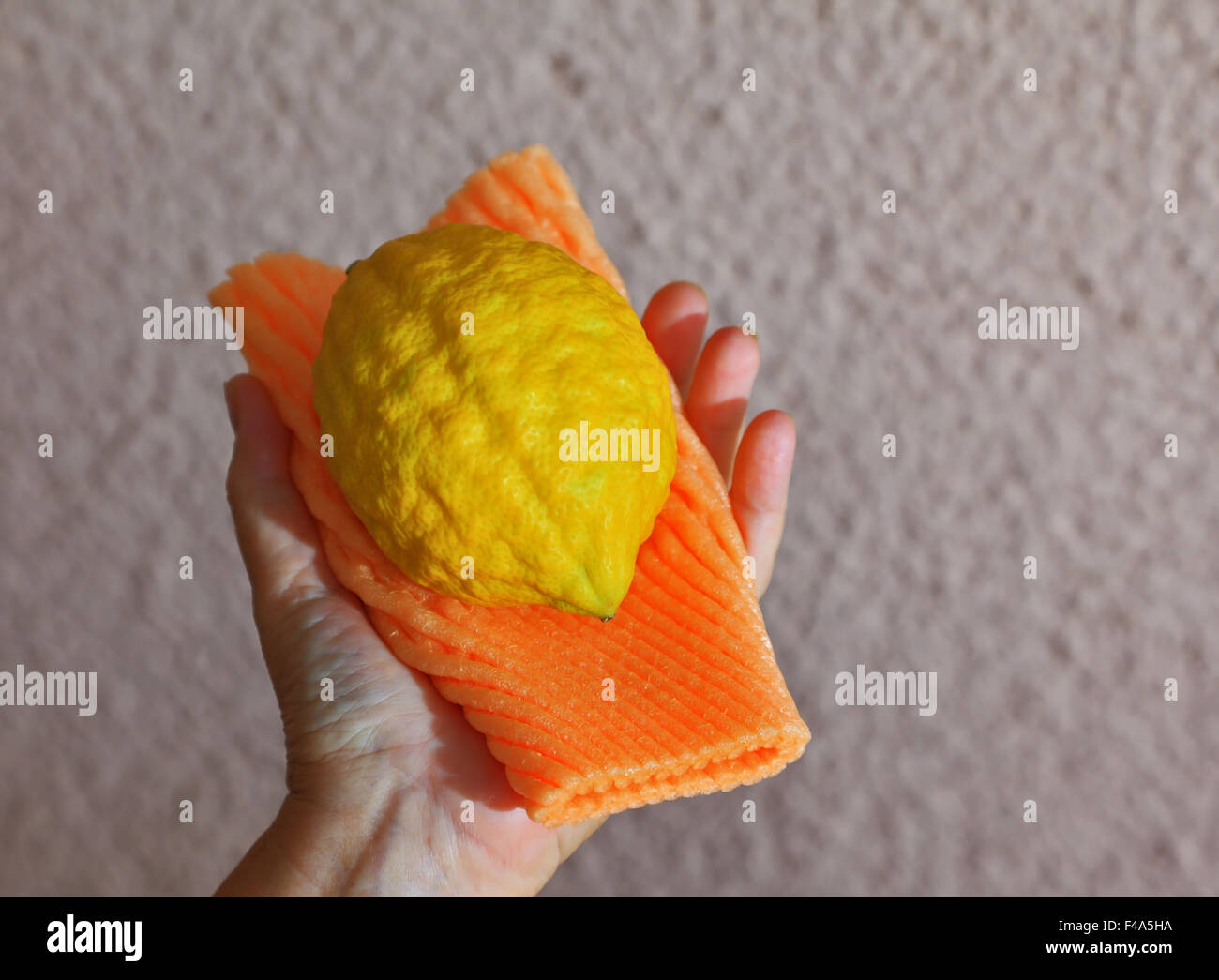Etrog in hand Stock Photo - Alamy