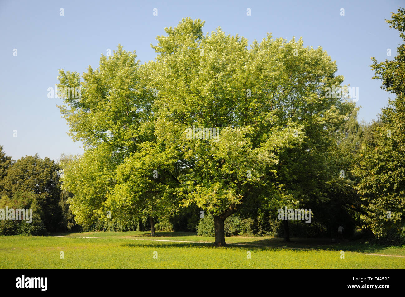Silver maple hi-res stock photography and images - Alamy