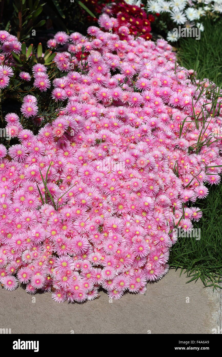 Pink Pig face flowers or Mesembryanthemum , ice plant flowers ...