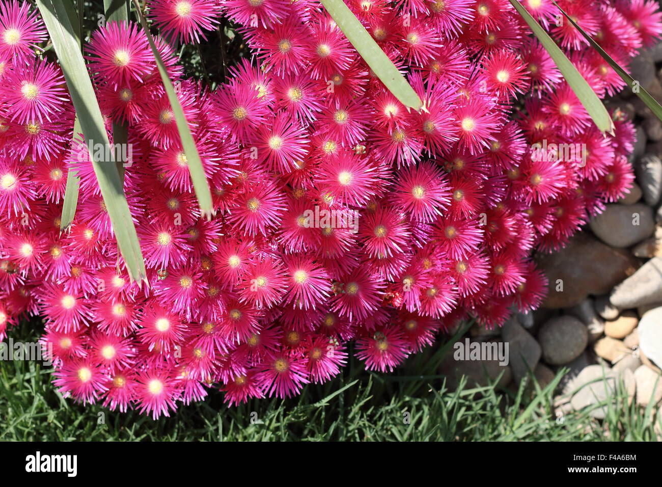 Hot Pink Pig face flowers or Mesembryanthemum , ice plant flowers ...