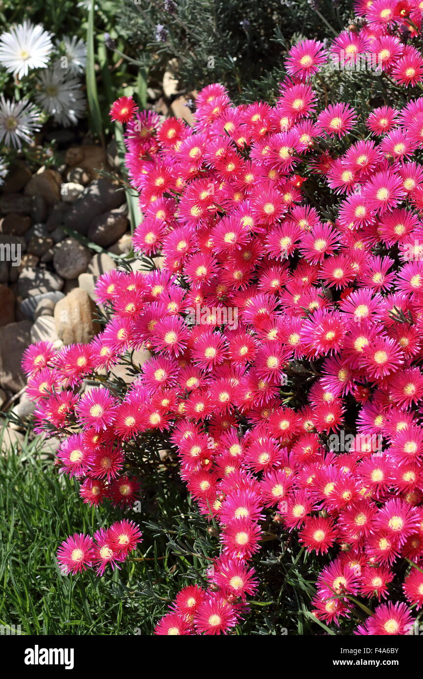 Hot Pink Pig face flowers or Mesembryanthemum , ice plant flowers ...