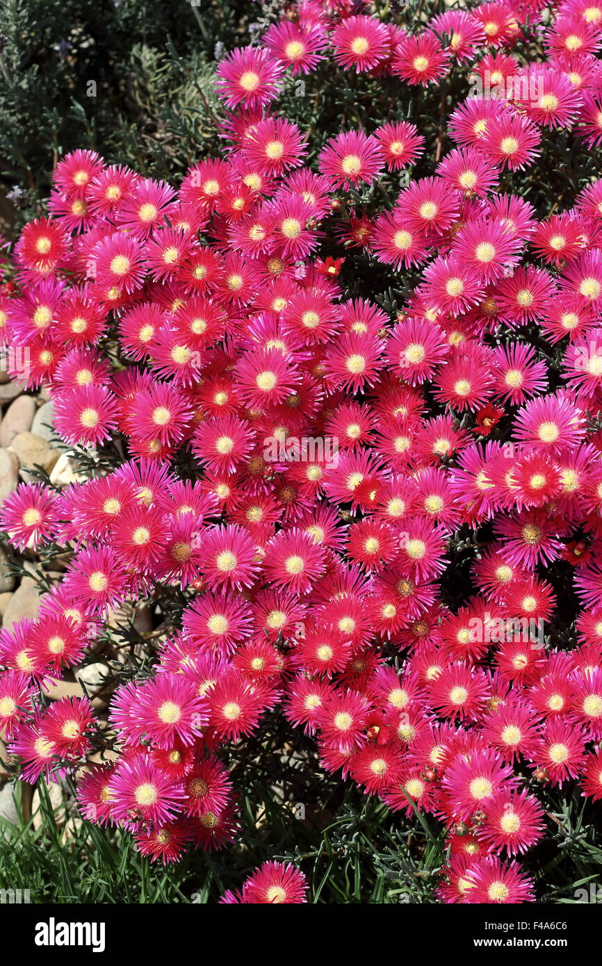 Pig face flowers hi-res stock photography and images - Alamy