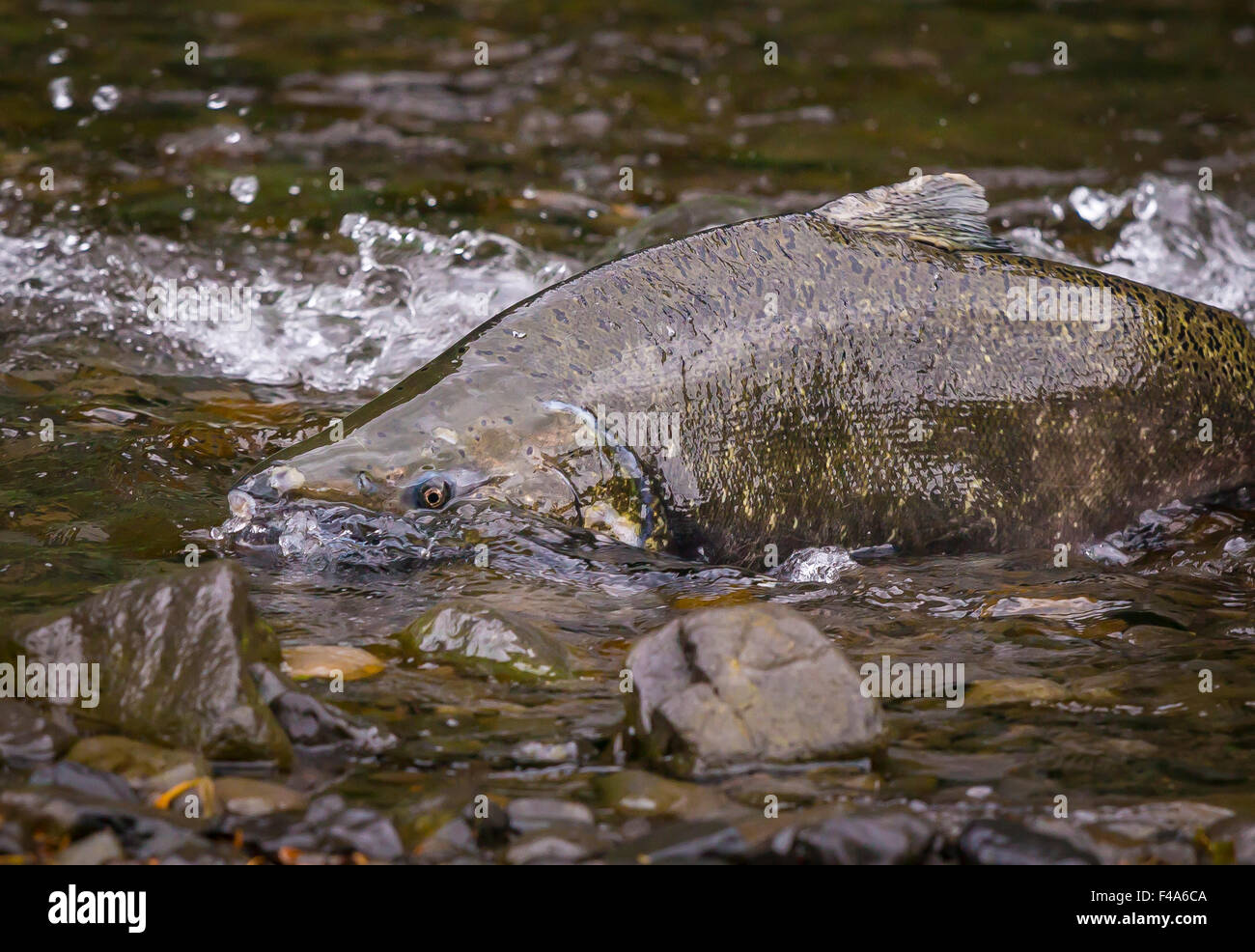 Salmon columbia river hi-res stock photography and images - Alamy