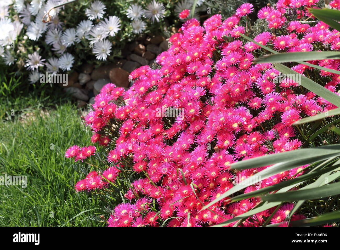 Hot Pink Pig face flowers or Mesembryanthemum , ice plant flowers ...