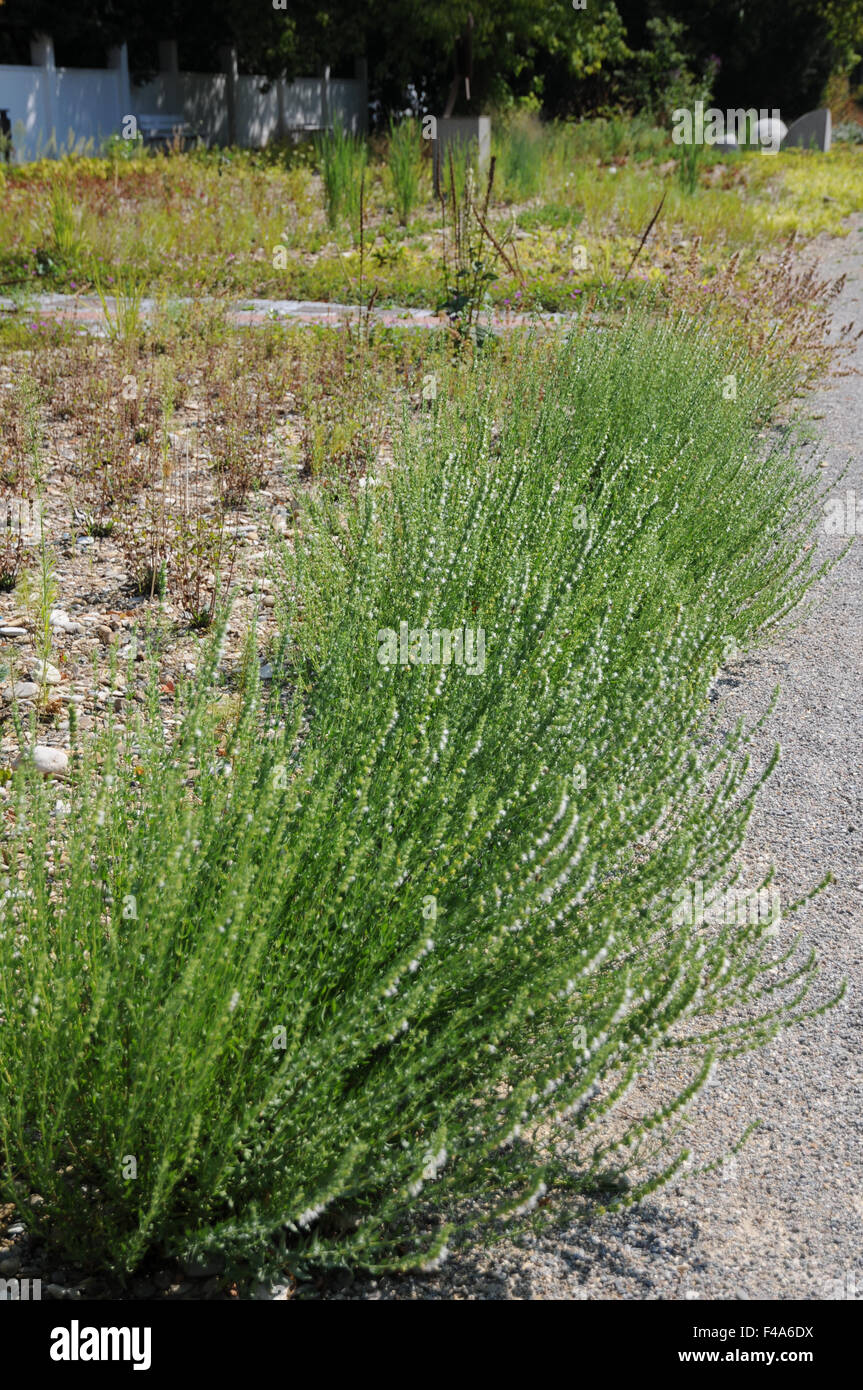 Hyssop officinalis albus hi-res stock photography and images - Alamy