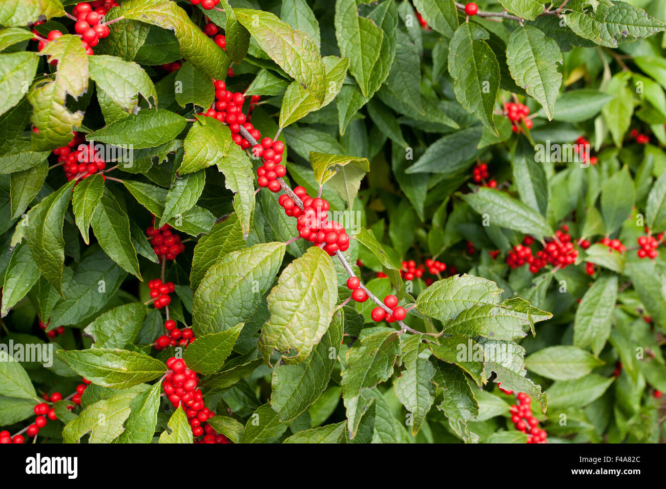 Winterberry Holly (Ilex Verticillata) - Winter Red shrub leaves and ...