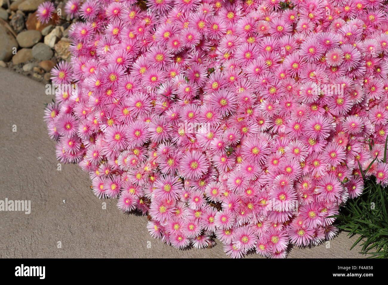Pig flower arrangement hi-res stock photography and images - Alamy