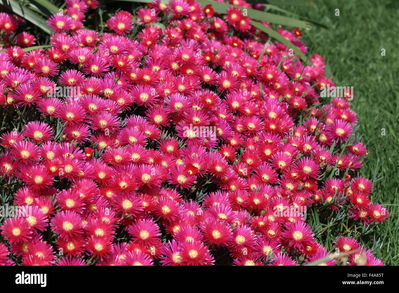 Hot Pink Pig face flowers or Mesembryanthemum , ice plant flowers ...