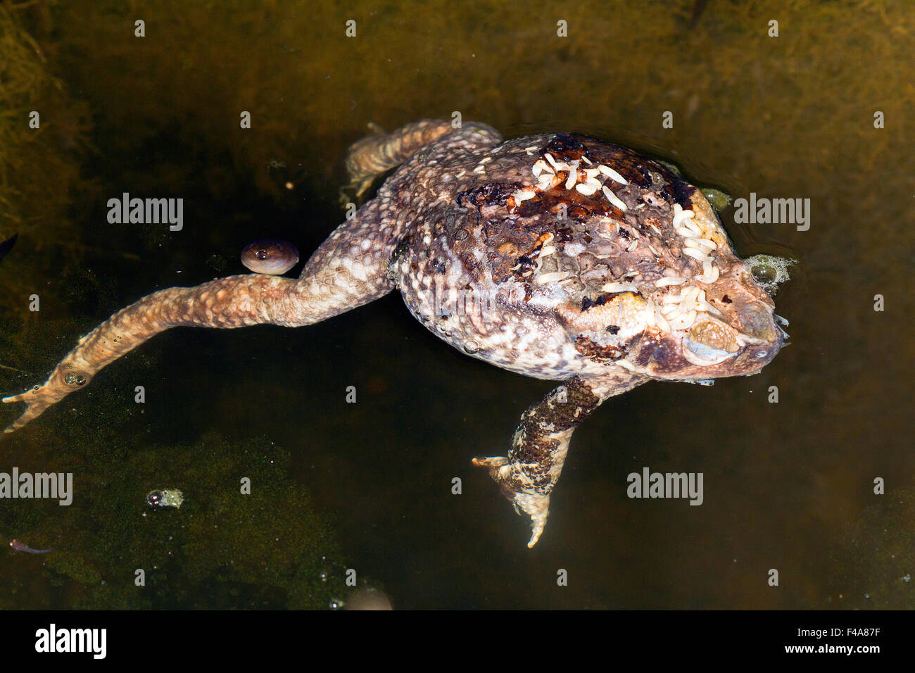 Dead cane toad (Rhinella marina) rotting in a drain, Ecuador Stock ...