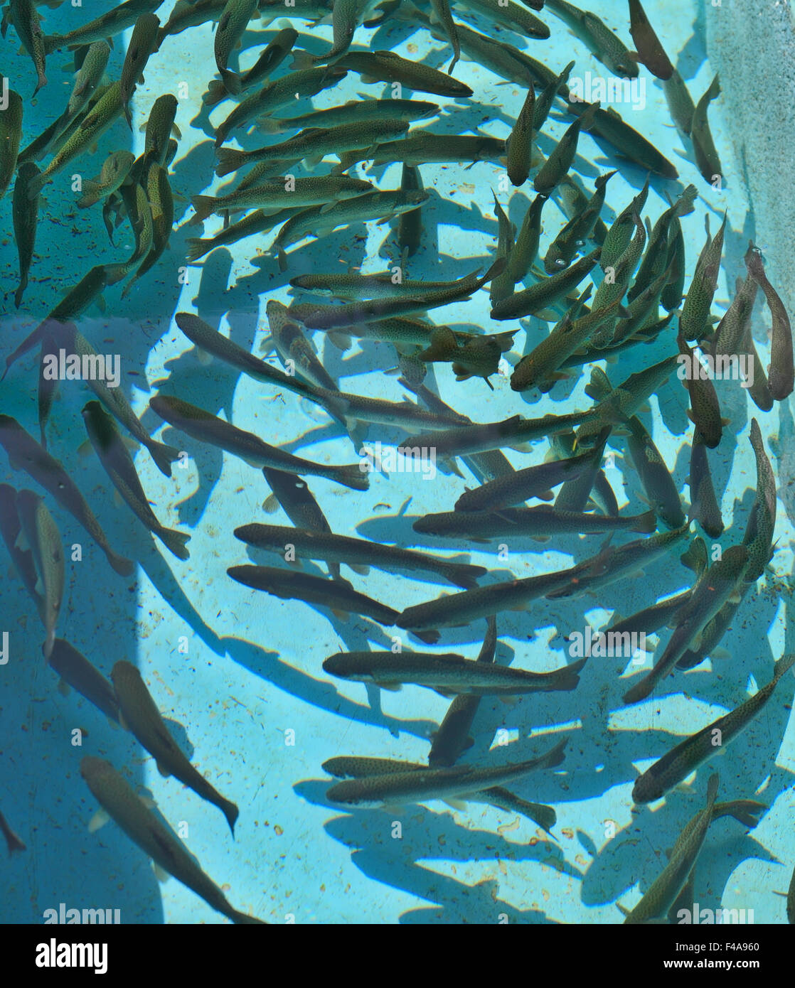 Big blue fish hi-res stock photography and images - Alamy