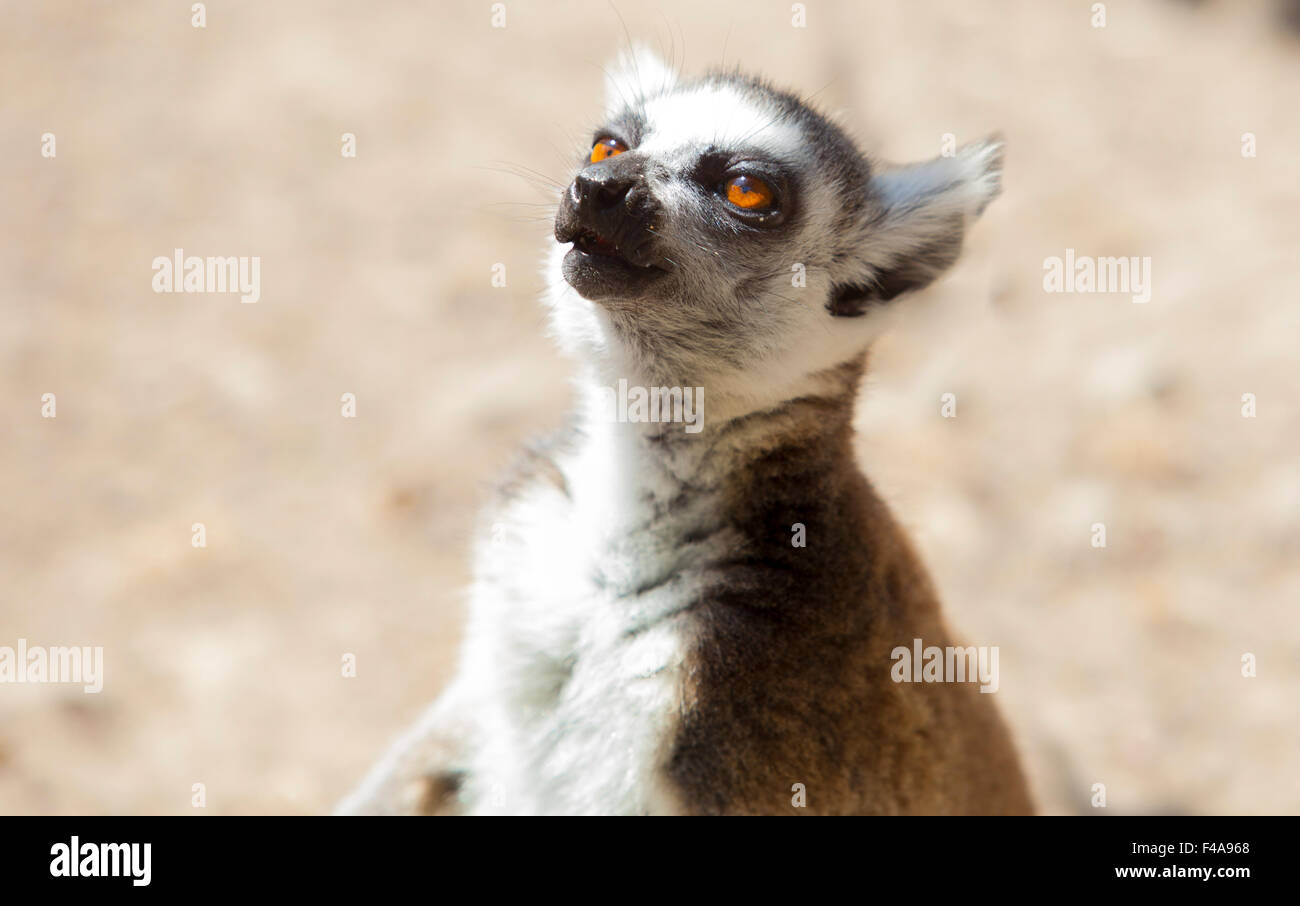 Vocalizations hi-res stock photography and images - Alamy