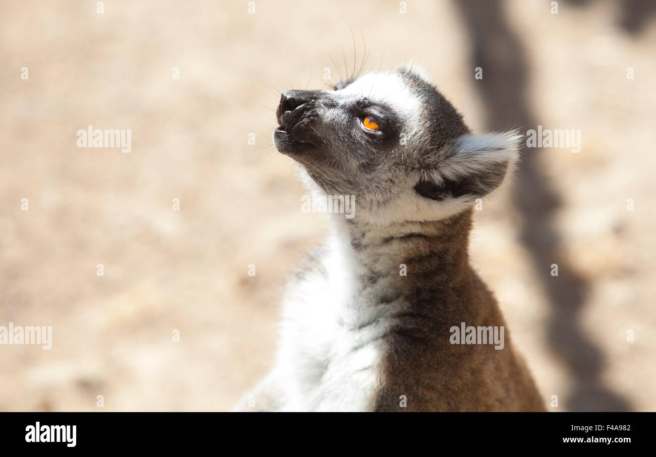 Vocalizations hi-res stock photography and images - Alamy