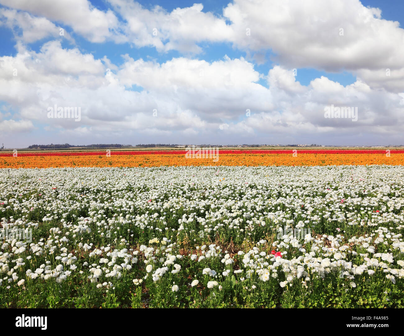 Peony garden hi-res stock photography and images - Alamy