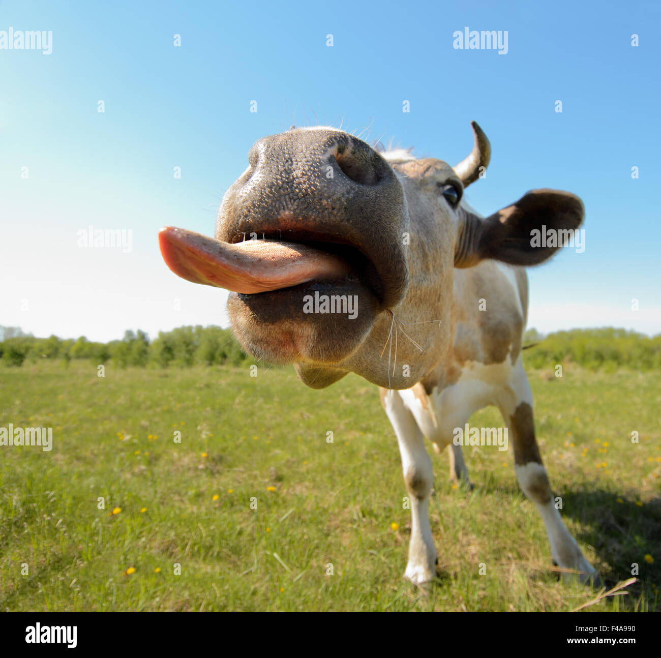 Cow with long tongue hi-res stock photography and images - Alamy