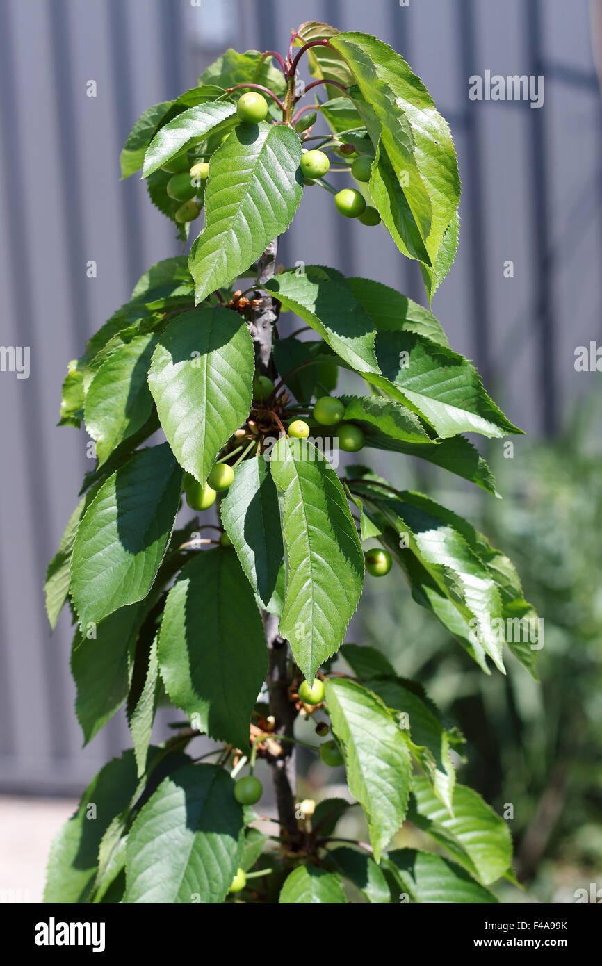 Lapins cherry fruit tree hi-res stock photography and images - Alamy