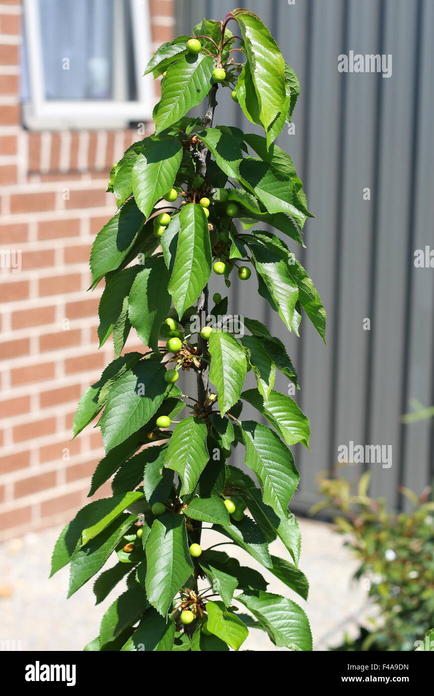 Lapins hi-res stock photography and images - Alamy