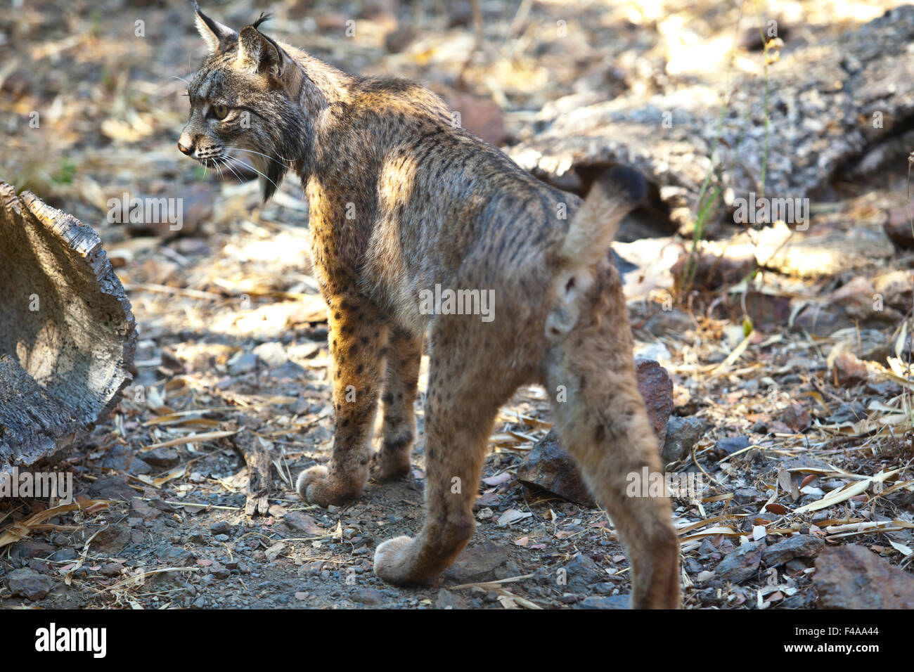 Iberian lynx or Lynx pardinus at wild life park Stock Photo - Alamy