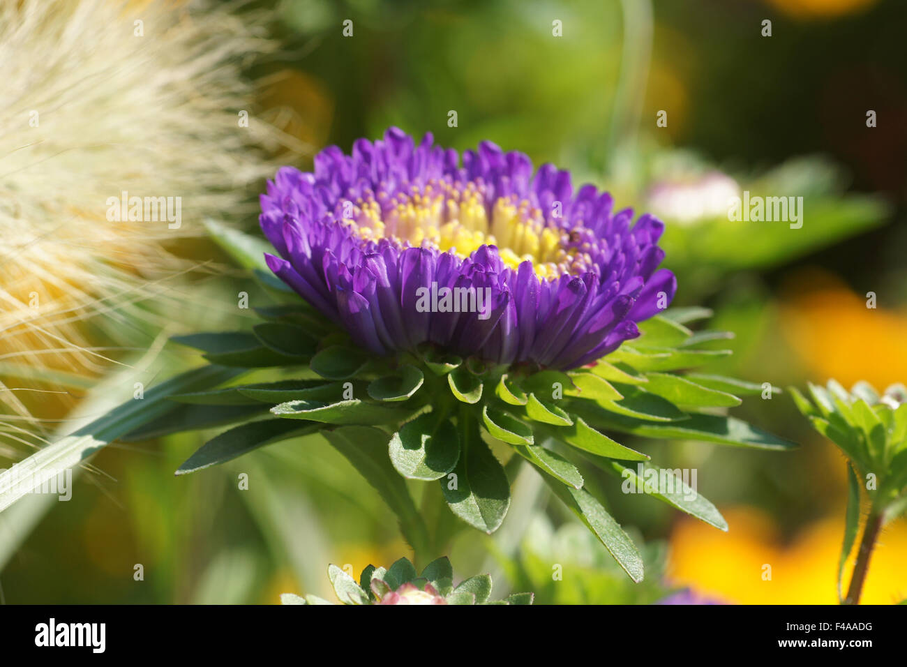 Chinesische aster hi-res stock photography and images - Alamy