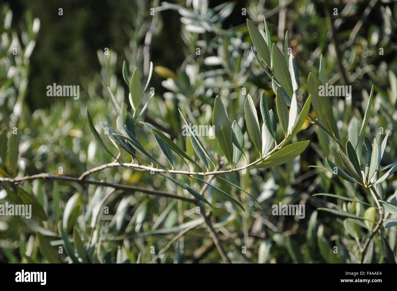 Olivenbaum garten hi-res stock photography and images - Alamy