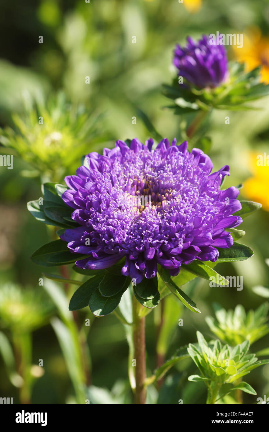 Chinesische aster hi-res stock photography and images - Alamy