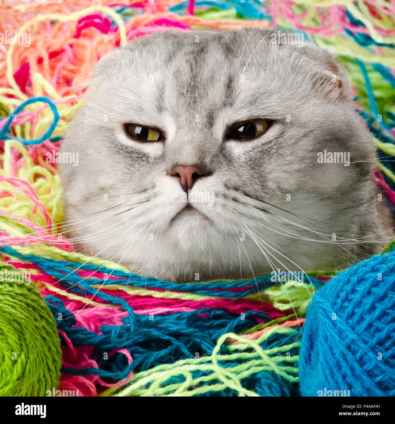 Fierce cat hi-res stock photography and images - Alamy