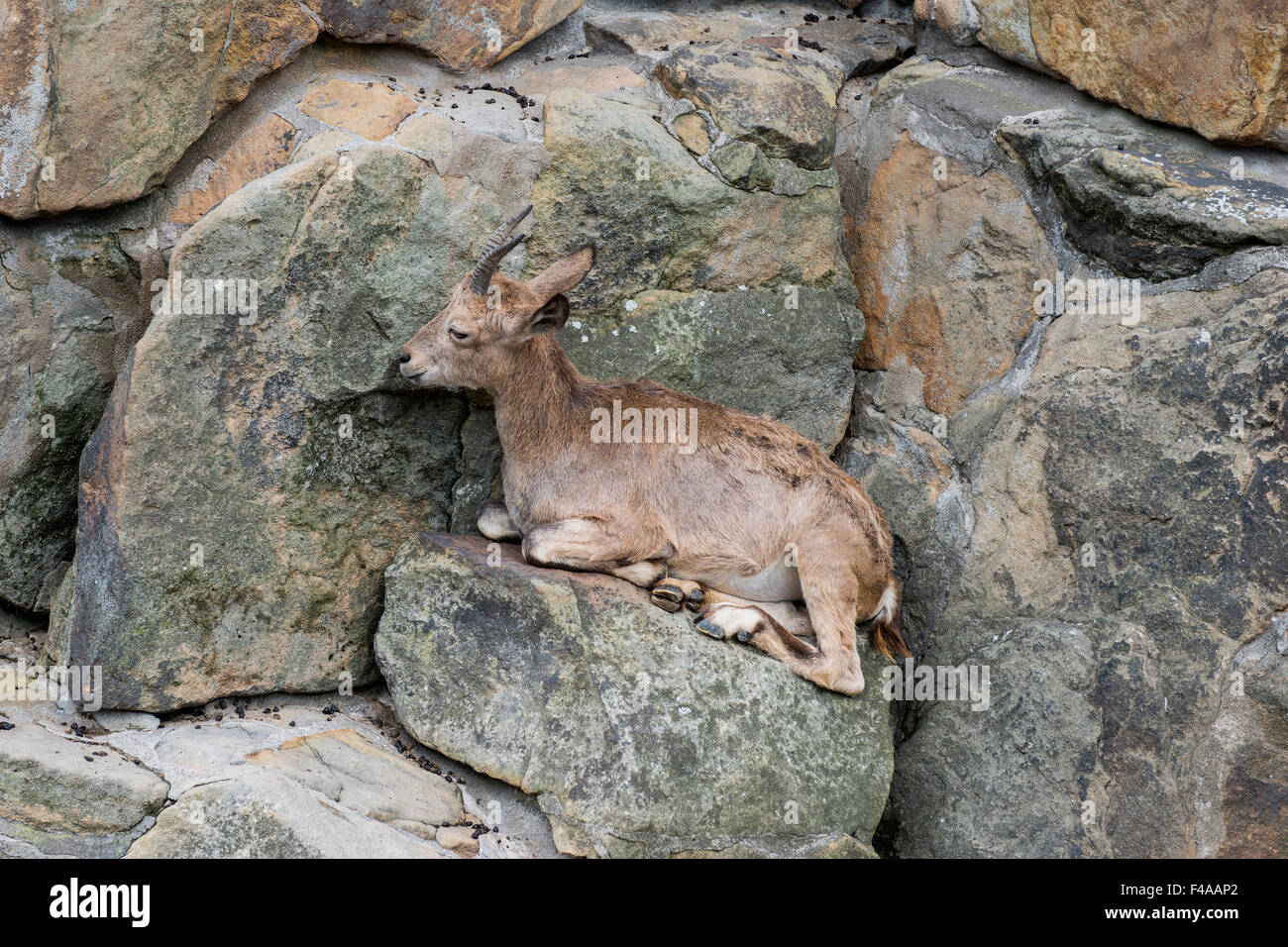 Germany, Berlin, Zoo Stock Photo - Alamy