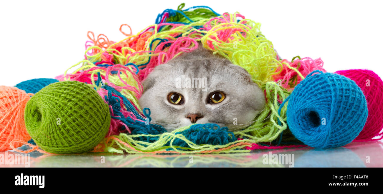 String cat hi-res stock photography and images - Alamy