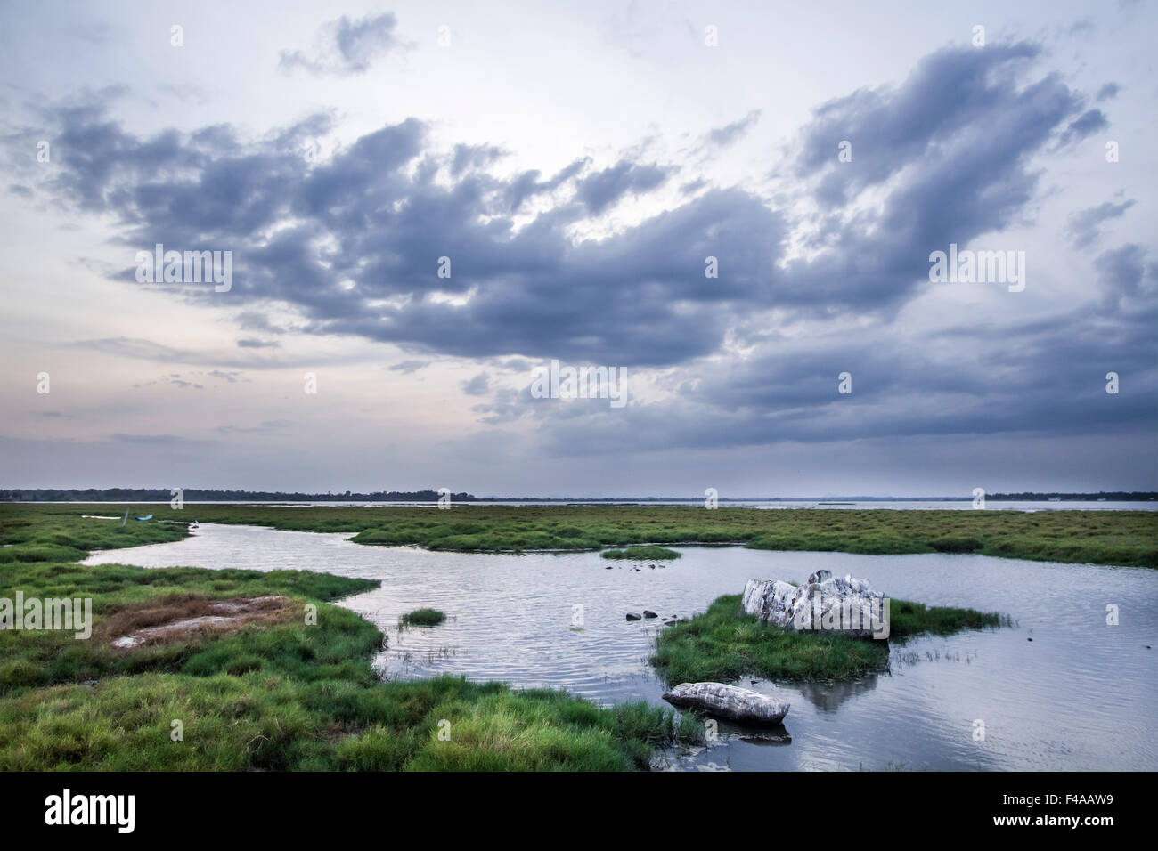 Swamp landscape in Arugam bay lagoon, Sri Lanka Stock Photo - Alamy