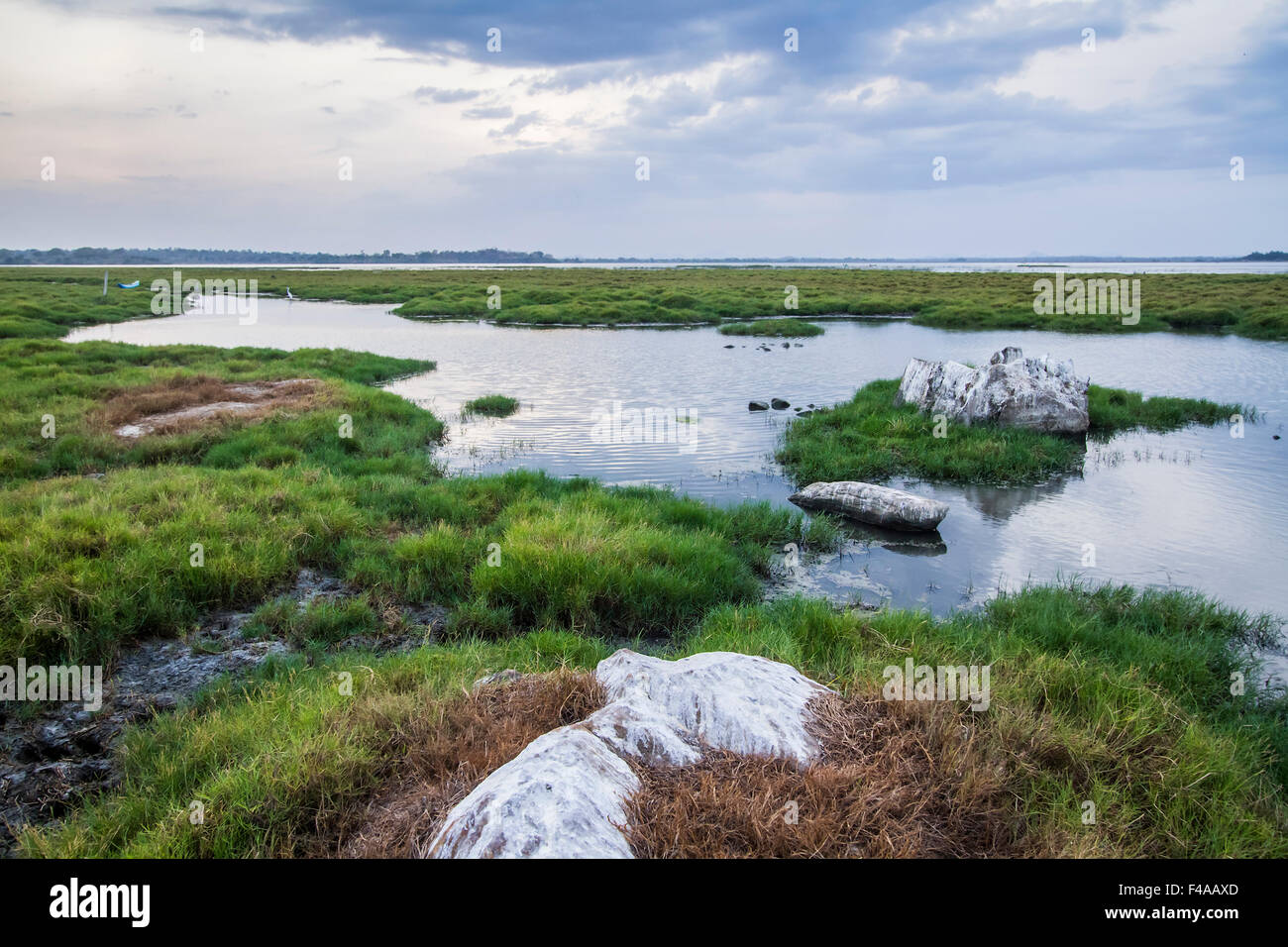 Swamp landscape in Arugam bay lagoon, Sri Lanka Stock Photo - Alamy