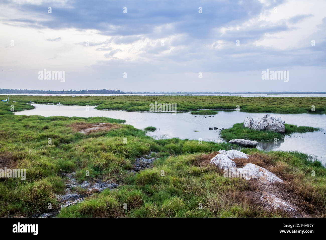 Swamp landscape in Arugam bay lagoon, Sri Lanka Stock Photo - Alamy