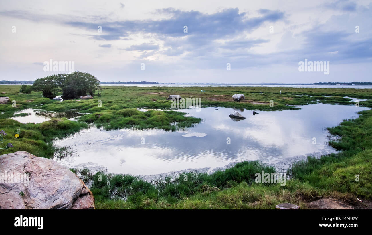 Swamp landscape in Arugam bay lagoon, Sri Lanka Stock Photo - Alamy