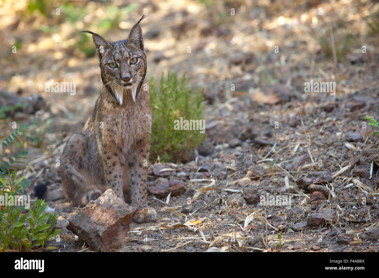 Iberian Lynx Eating