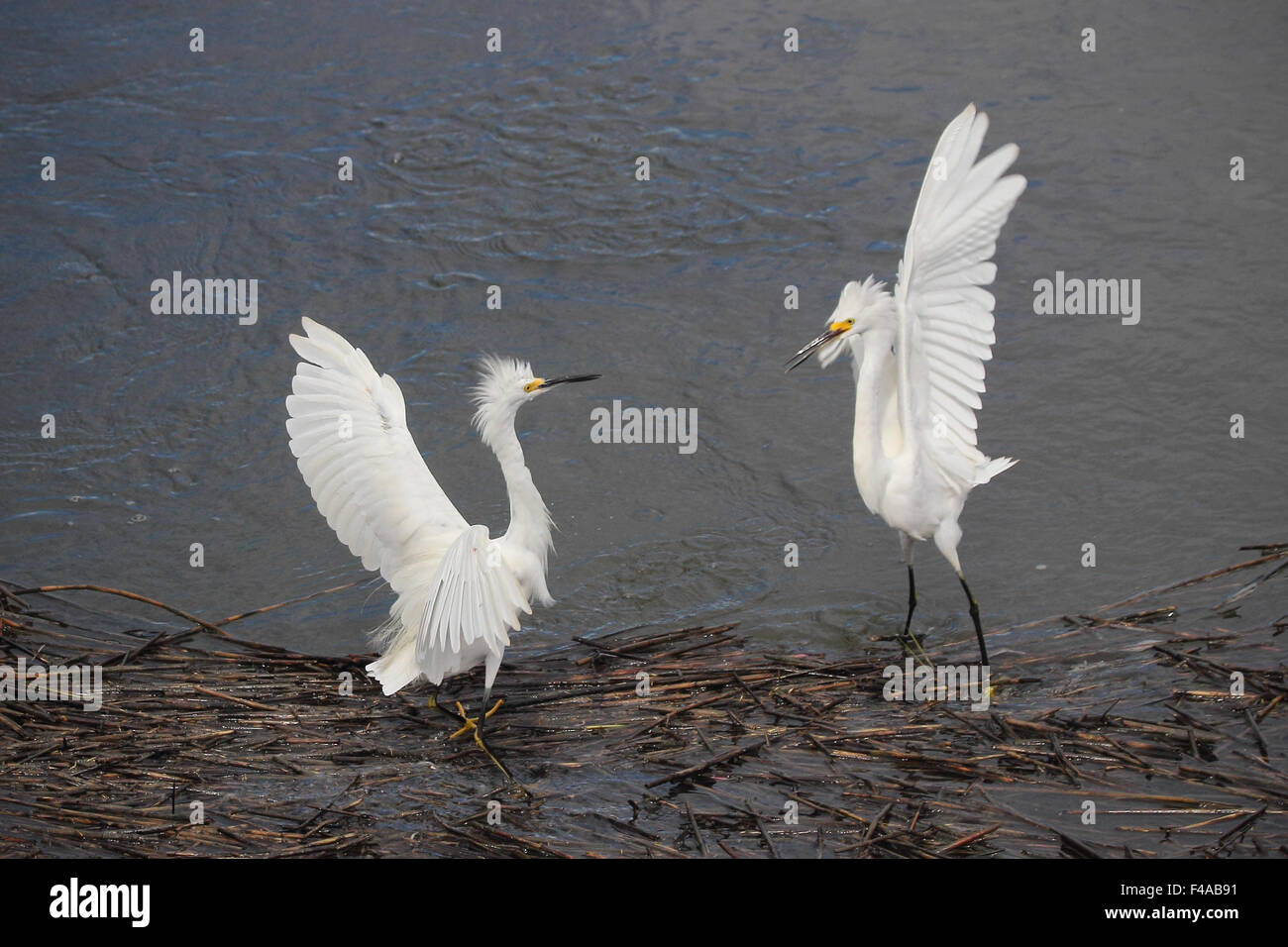 Two Snowy egrets bickering within a coastal estuary Stock Photo - Alamy