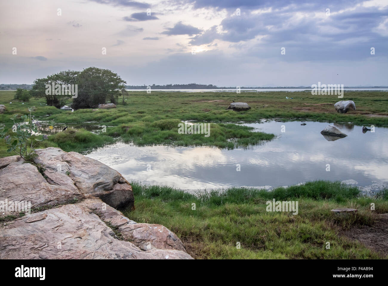 Swamp landscape in Arugam bay lagoon, Sri Lanka Stock Photo - Alamy
