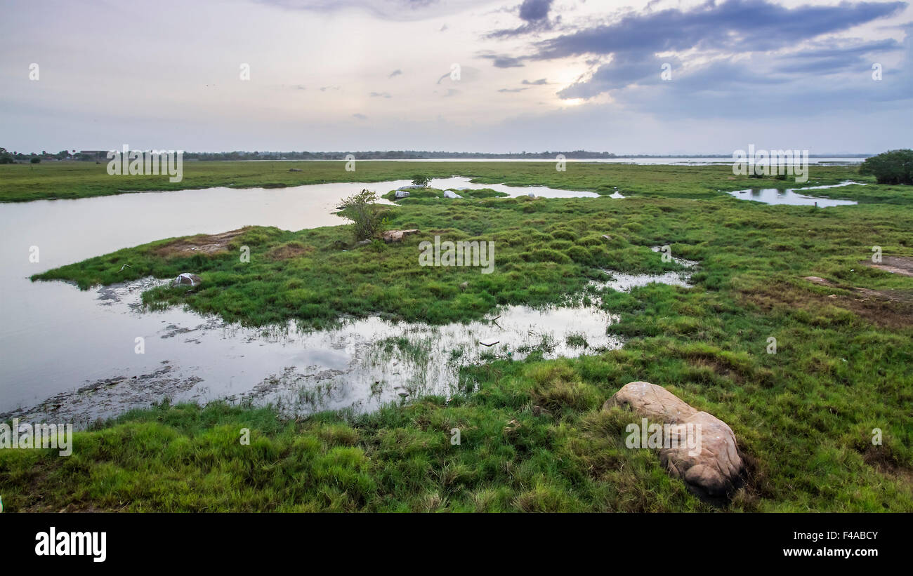 Swamp landscape in Arugam bay lagoon, Sri Lanka Stock Photo - Alamy