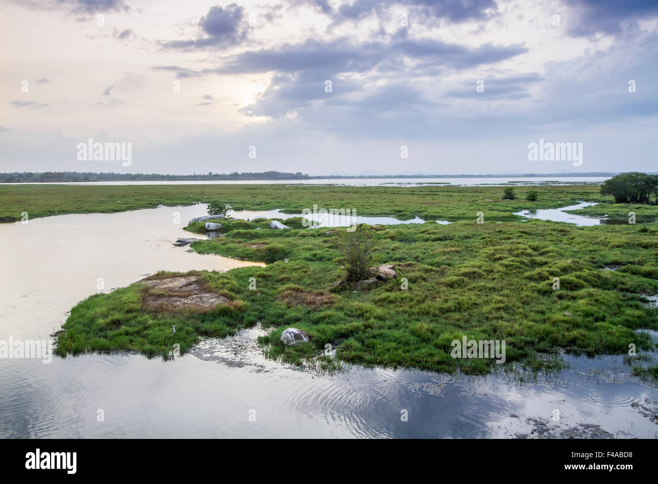 Swamp landscape in Arugam bay lagoon, Sri Lanka Stock Photo - Alamy