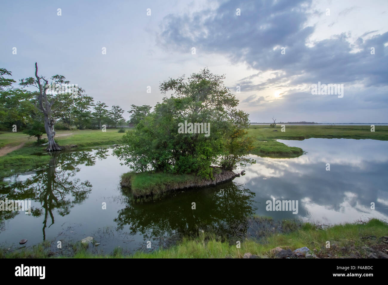 Swamp landscape in Arugam bay lagoon, Sri Lanka Stock Photo - Alamy