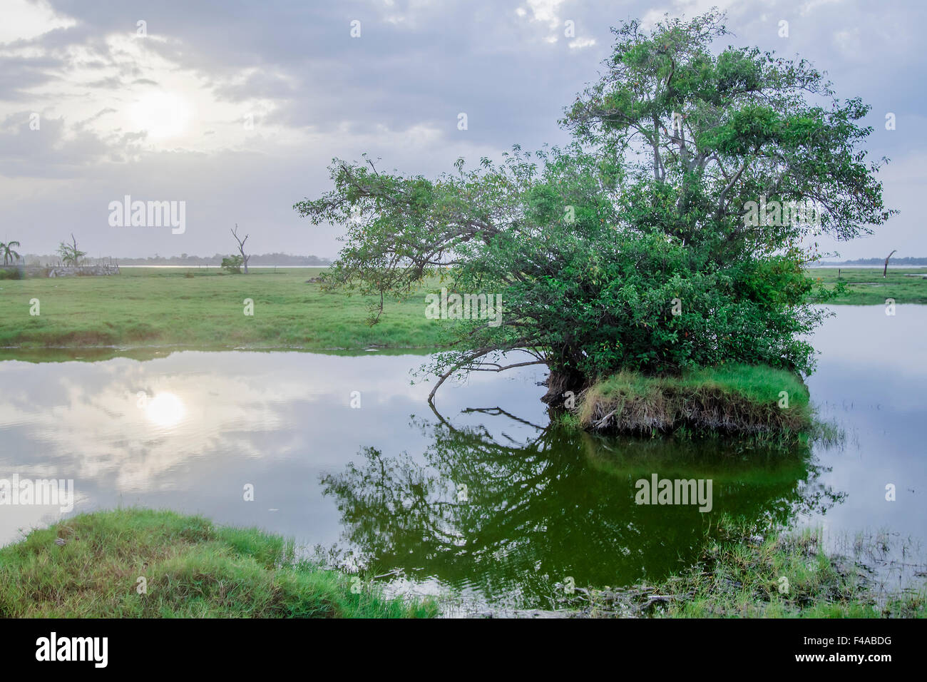 Swamp landscape in Arugam bay lagoon, Sri Lanka Stock Photo - Alamy